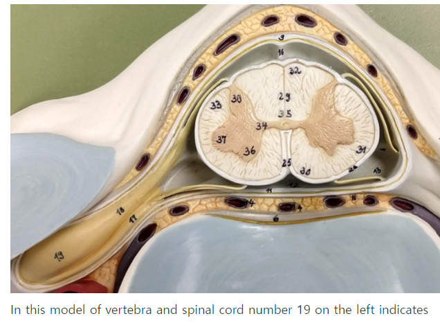 Solved In this model of vertebra and spinal cord number 19 | Chegg.com