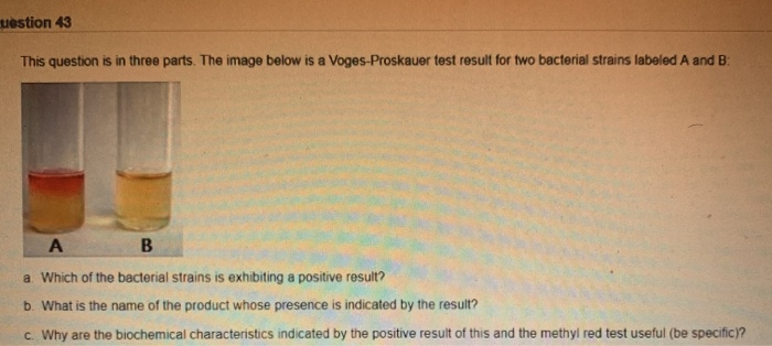 Solved Question 40 What is meant by the phrase "heat-fixing | Chegg.com