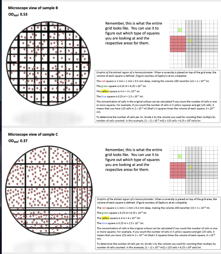 Determine cell/ml with the hemocytometer of sample B | Chegg.com