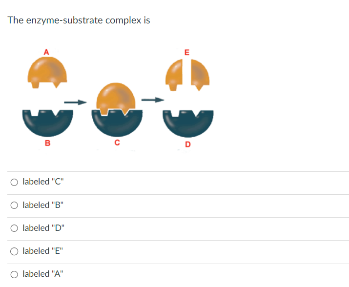 Solved The enzyme-substrate complex islabeled "C"labeled | Chegg.com