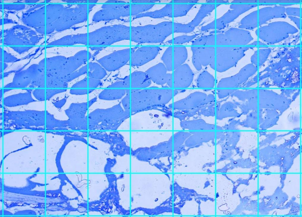 Solved Classify the tissues under each intersection of lines | Chegg.com