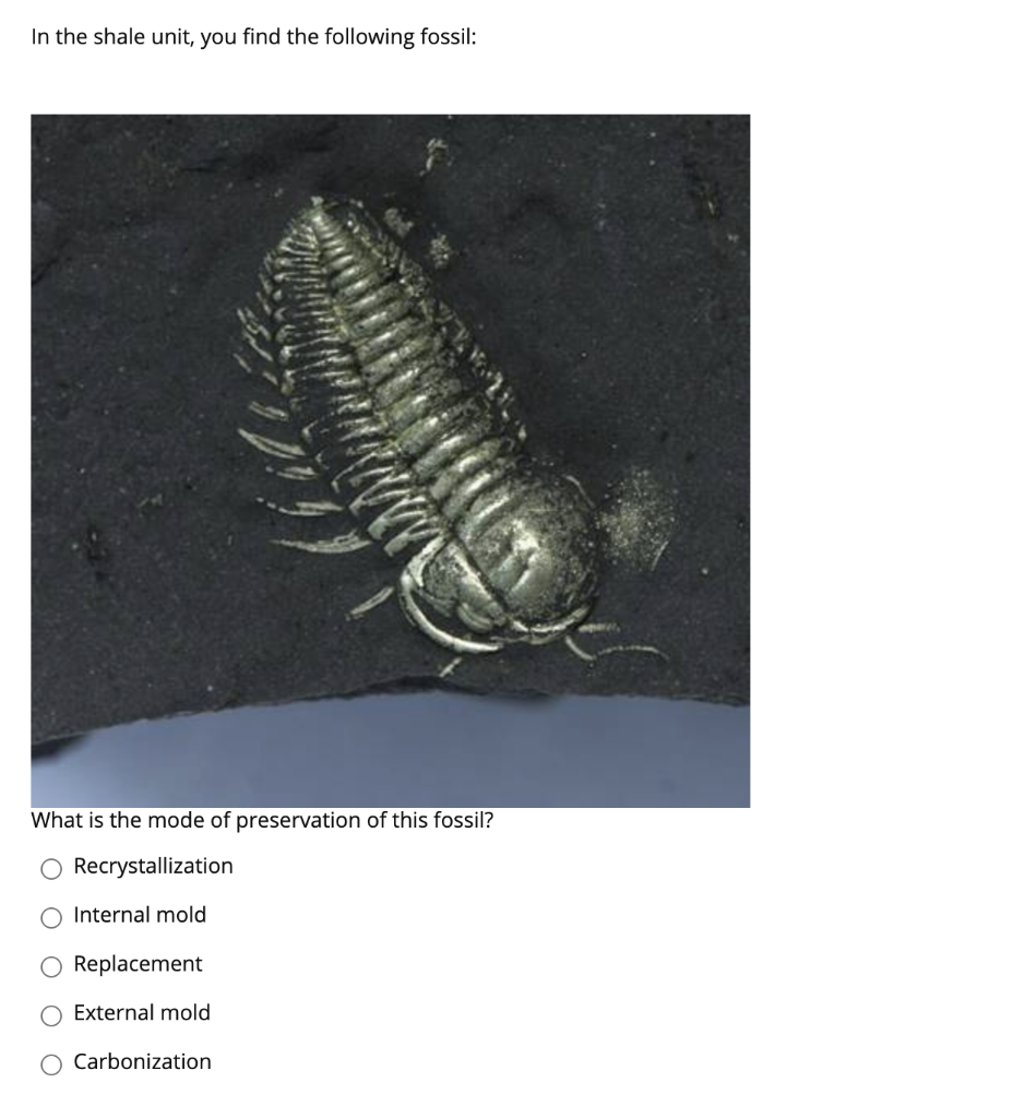 Solved In the shale unit, you find the following fossil: | Chegg.com