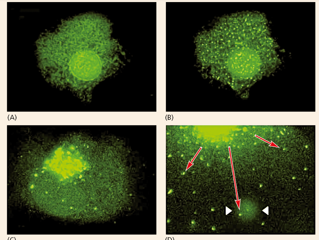 Solved A protein bearing a signal sequence can be introduced | Chegg.com