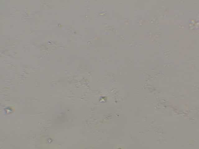 \begin{tabular}{l} \begin{tabular}{l} LEUKOCYTES \\ 2 | Chegg.com \begin{tabular}{l} \begin{tabular}{l} LEUKOCYTES \\ 2 | Chegg.com