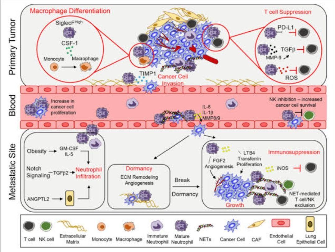 Solved T cell Suppression Macrophage Differentiation SiglecF | Chegg.com