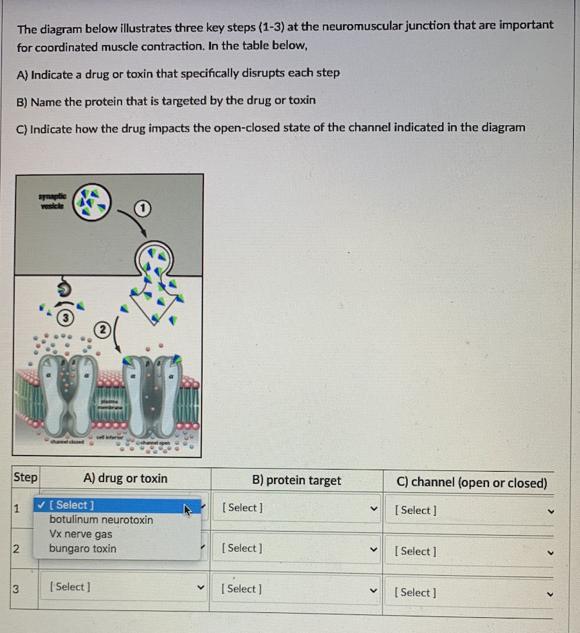 Neuromuscular Junction Steps Diagram