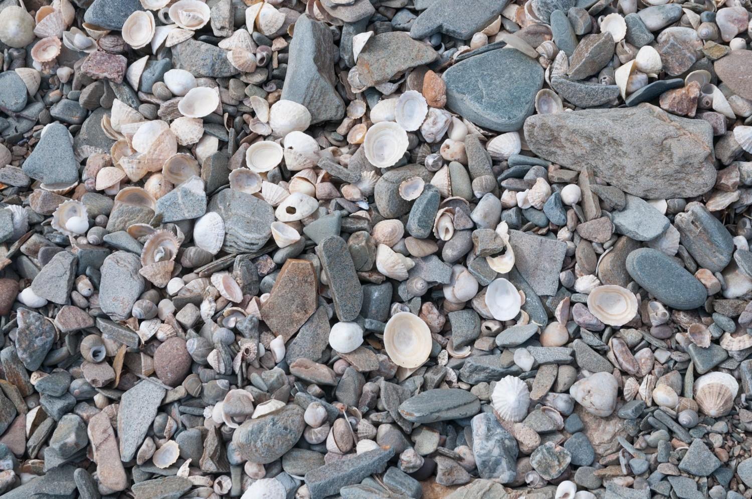 Solved Photo # Type of sediment Composition of sediment For | Chegg.com