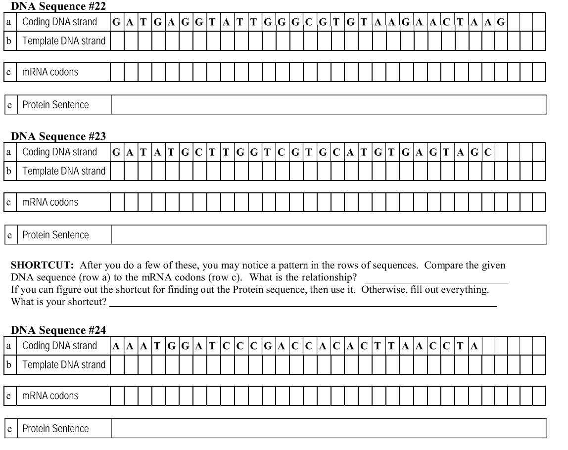 Solved DNA Sequence #22 a Coding DNA strand GAT GA GGT ATT | Chegg.com