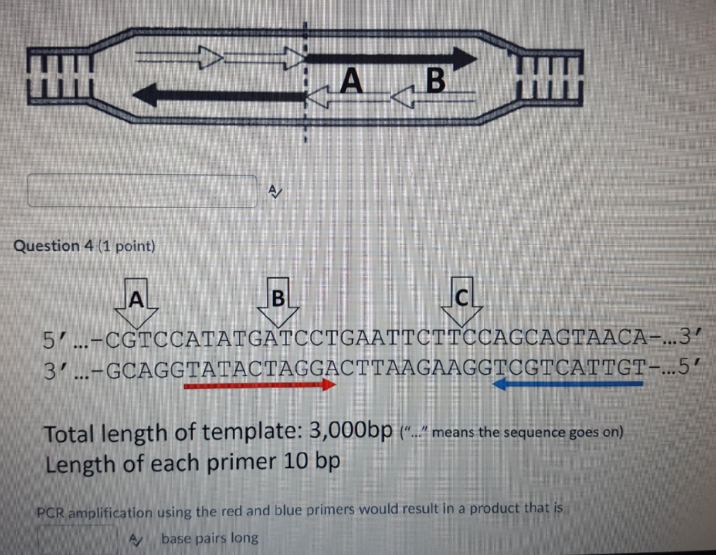 Solved The diagram below shows two replication forks. What | Chegg.com