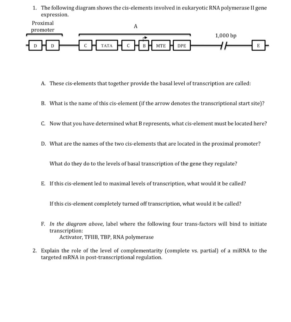 Solved 1. The following diagram shows the cis-elements | Chegg.com
