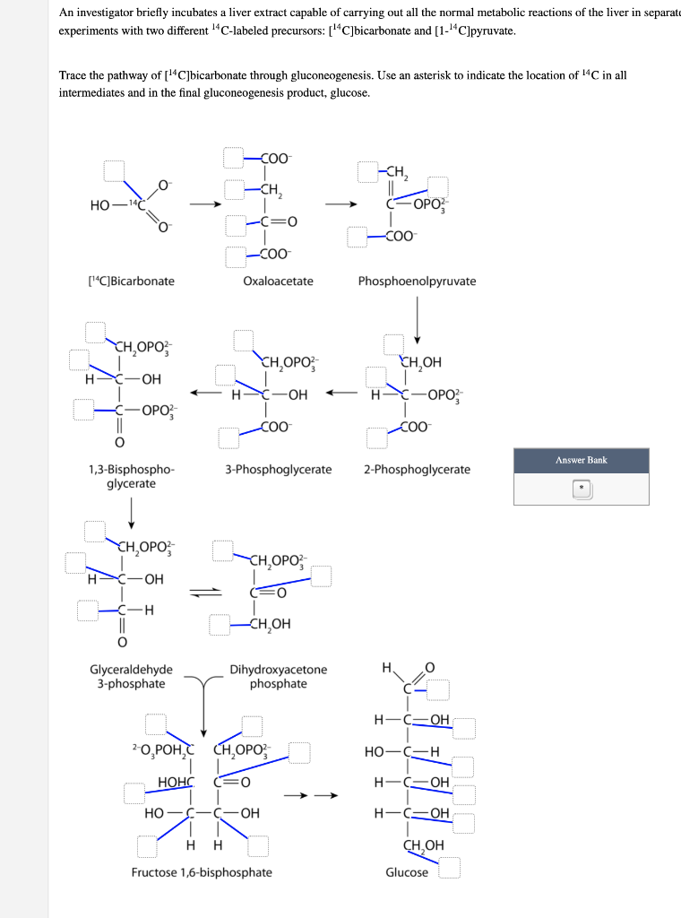 Trace the pathway of [14C] bicarbonate | Chegg.com