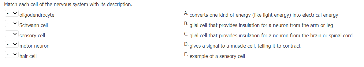 Solved Match each cell of the nervous system with its | Chegg.com