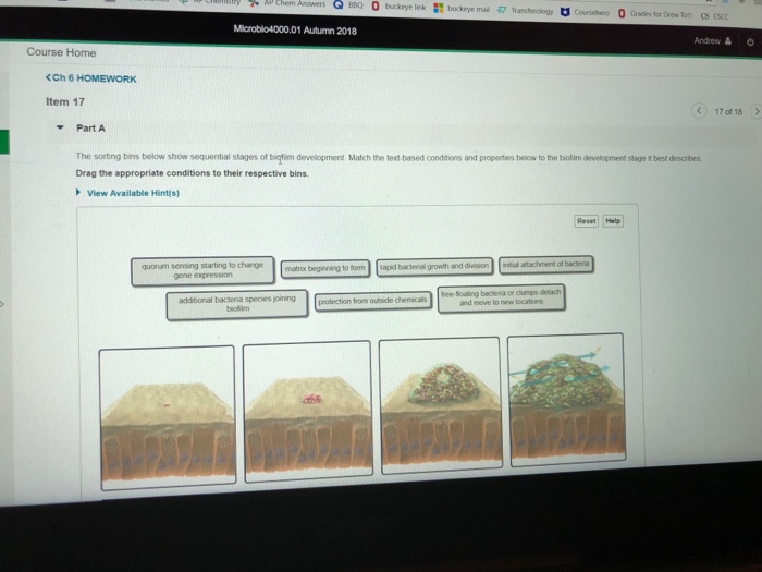 Solved Microblo4000.01 Autumn 2018 Andrew Course Home | Chegg.com