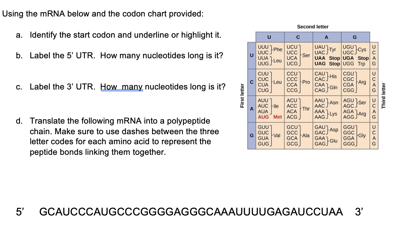 Solved Using the mRNA below and the codon chart provided: | Chegg.com