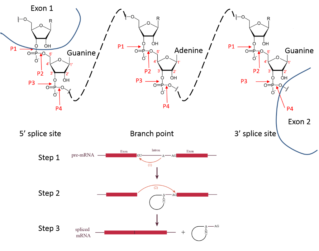 Solved The mechanism of RNA splicing is unusual in that it | Chegg.com