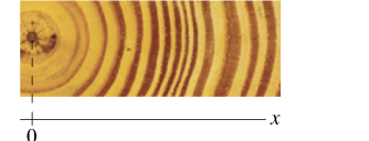 Solved BIO Figure Q2.3 shows growth rings in a tree’s trunk. | Chegg.com