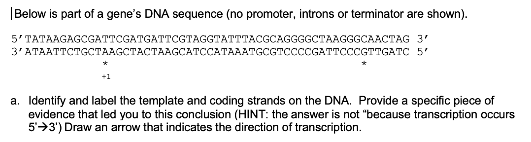 Solved Below is part of a gene's DNA sequence (no promoter, | Chegg.com