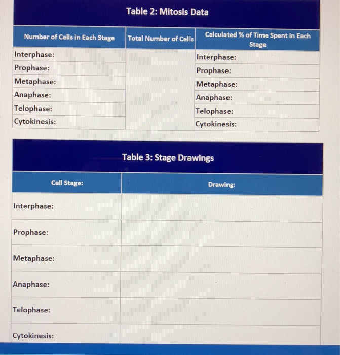 Table 2: Mitosis Data Calculated % of Time Spent in | Chegg.com