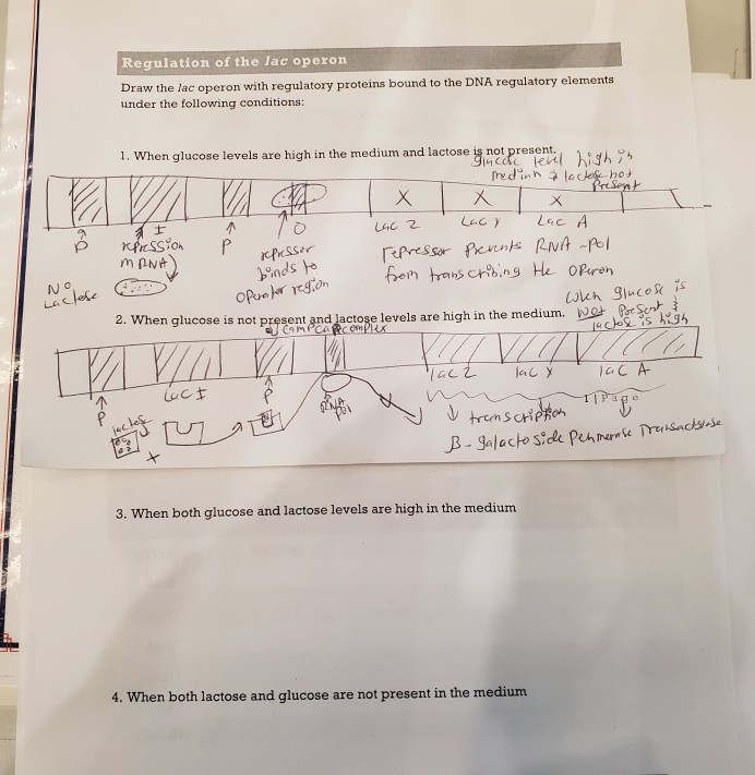 Solved Regulation of the lac operon Draw the lac operon with | Chegg.com