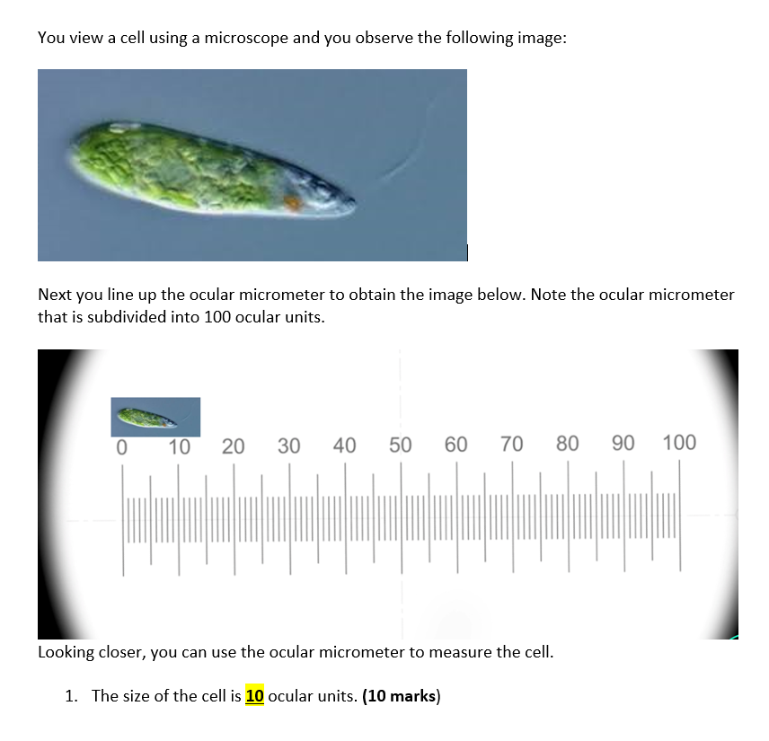 Solved You view a cell using a microscope and you observe | Chegg.com