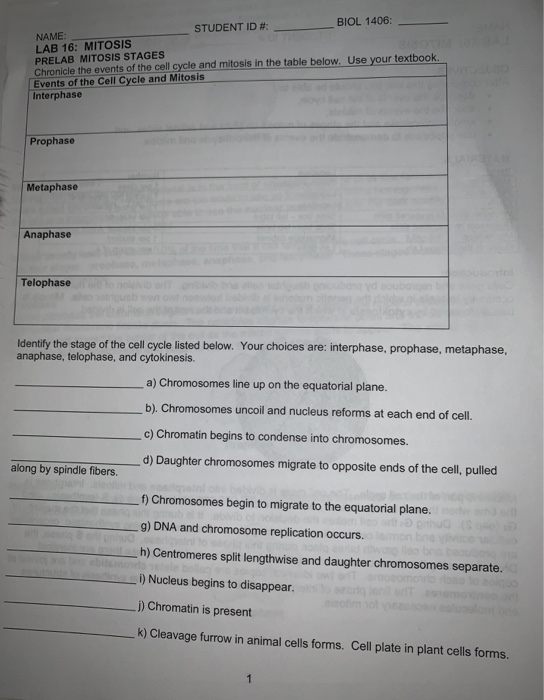 Solved BIOL 1406: STUDENT ID # : NAME: LAB 16: MITOSIS | Chegg.com