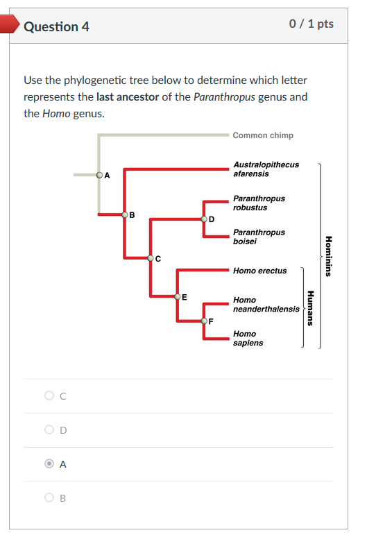 Homo Erectus Evolutionary Tree