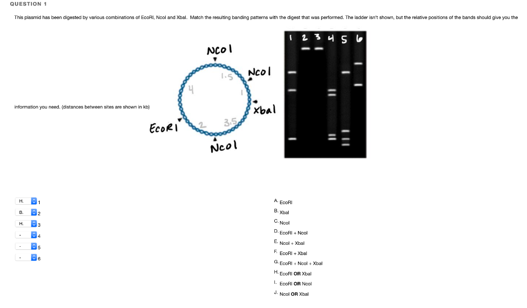 Solved QUESTION 1 This plasmid has been digested by various | Chegg.com