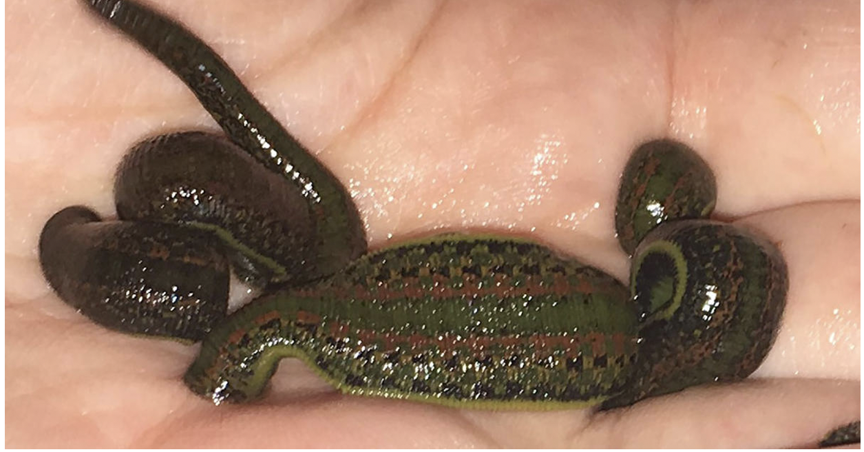 Solved Observe and sketch the preserved leeches. How | Chegg.com