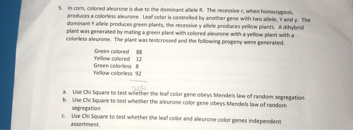 Solved In corn, colored aleurone is due to the dominant | Chegg.com