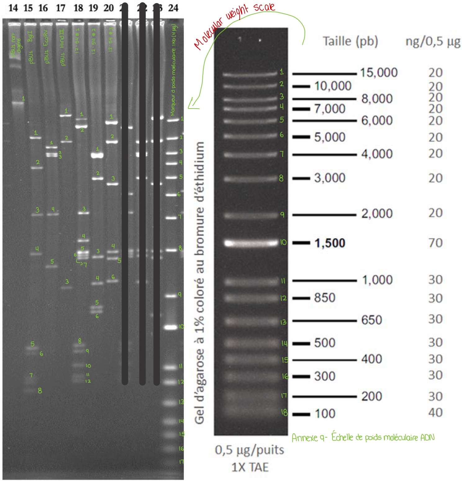 Solved How can I read and analyze the electrophoresis gel | Chegg.com