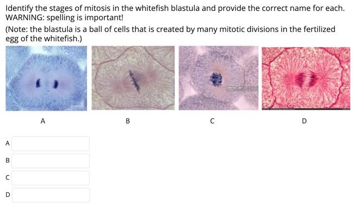 Solved Identify the stages of mitosis in the whitefish | Chegg.com