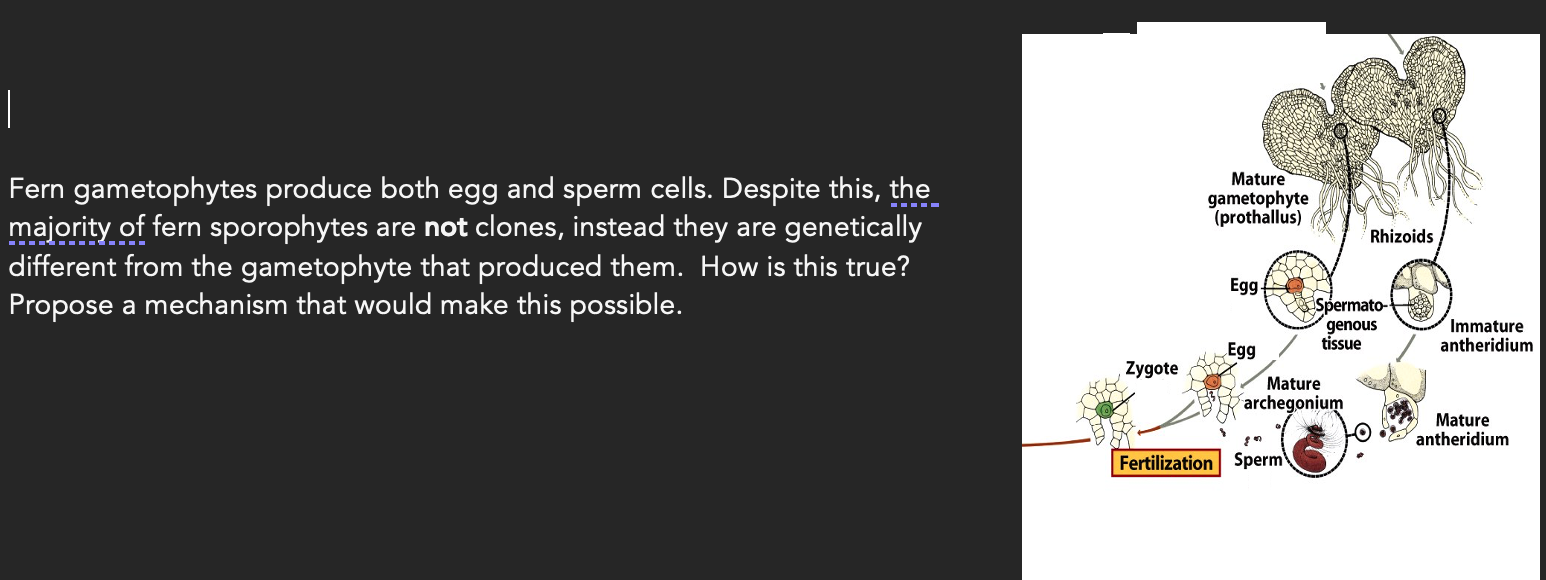 Solved | Mature gametophyte (prothallus) Rhizoids Fern | Chegg.com