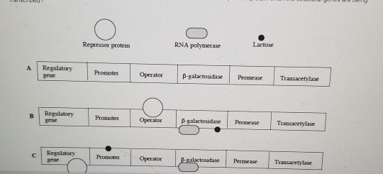 Solved Repressor protein RNA polymerase Lactose A Regulatory | Chegg.com