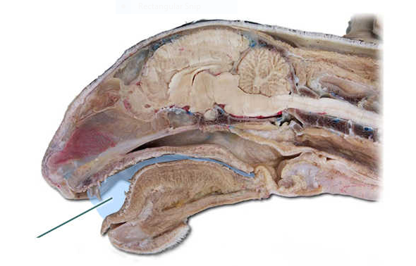 Greater Omentum Cat