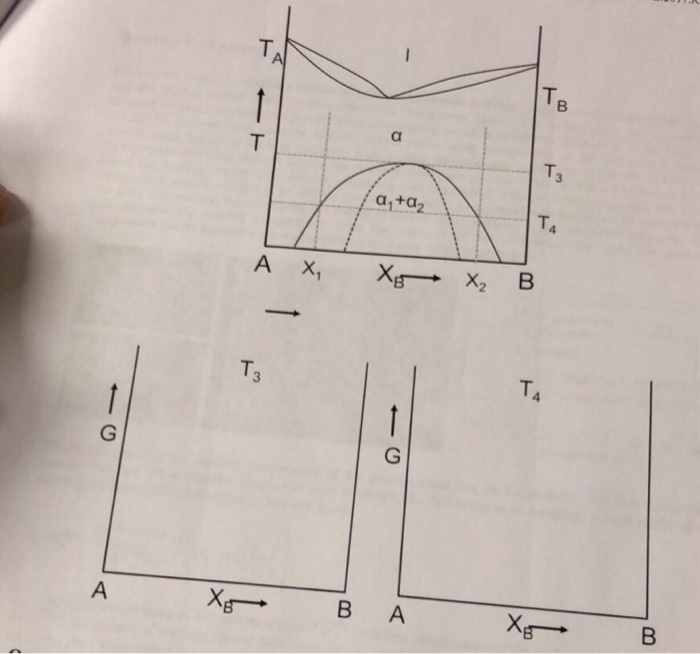 Solved (b) From the equilibrium binary phase diagram below, | Chegg.com