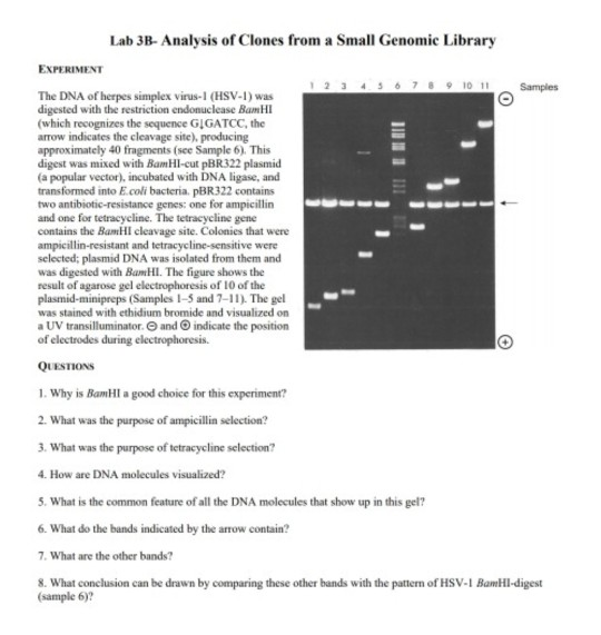Solved Lab 3B- Analysis of Clones from a Small Genomic | Chegg.com