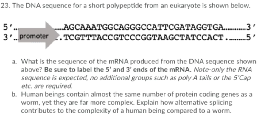 Solved 23. The DNA sequence for a short polypeptide from an | Chegg.com