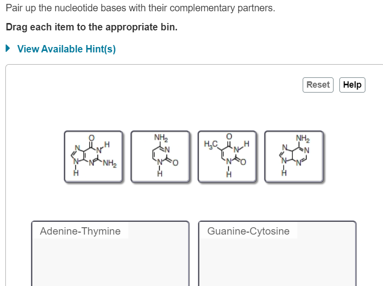 Pair Up The Nucleotide Bases With Their Complementary Partners