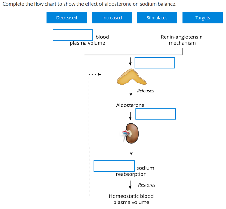 Solved Complete the flow chart to show the effect of | Chegg.com