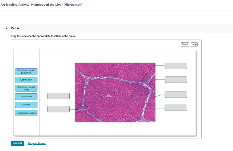 Solved Art-labeling Activity: The Stomach Wall (Micrograph, | Chegg.com
