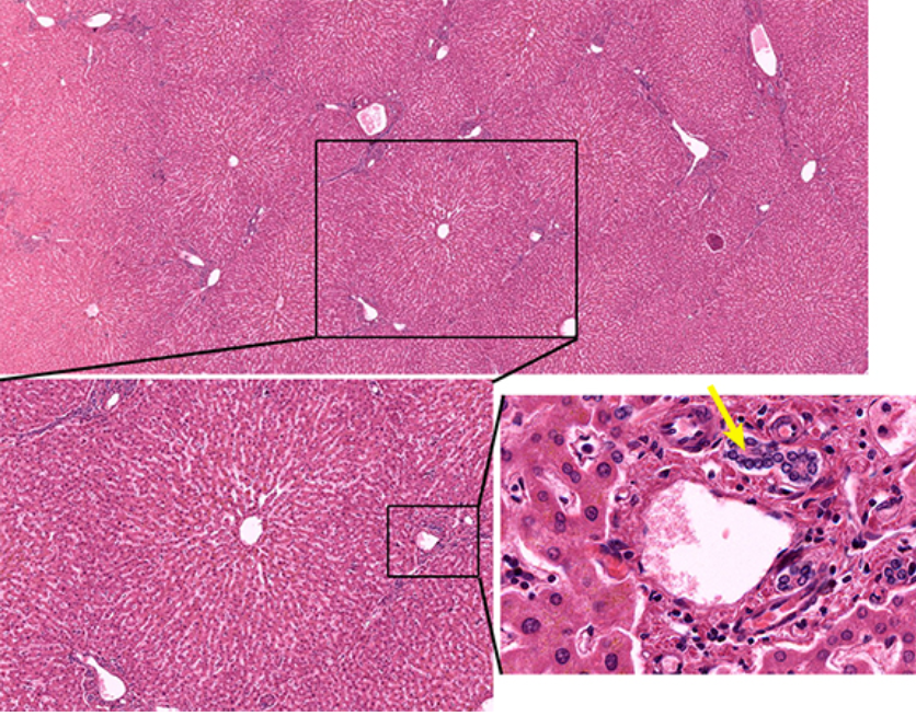 Solved Histology 1. Identify the structure indicated by the | Chegg.com