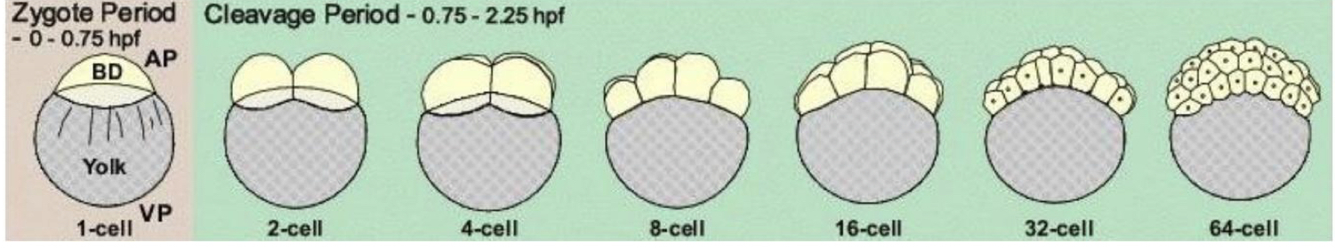 Solved Zebrafish embryos are a classic developmental model | Chegg.com