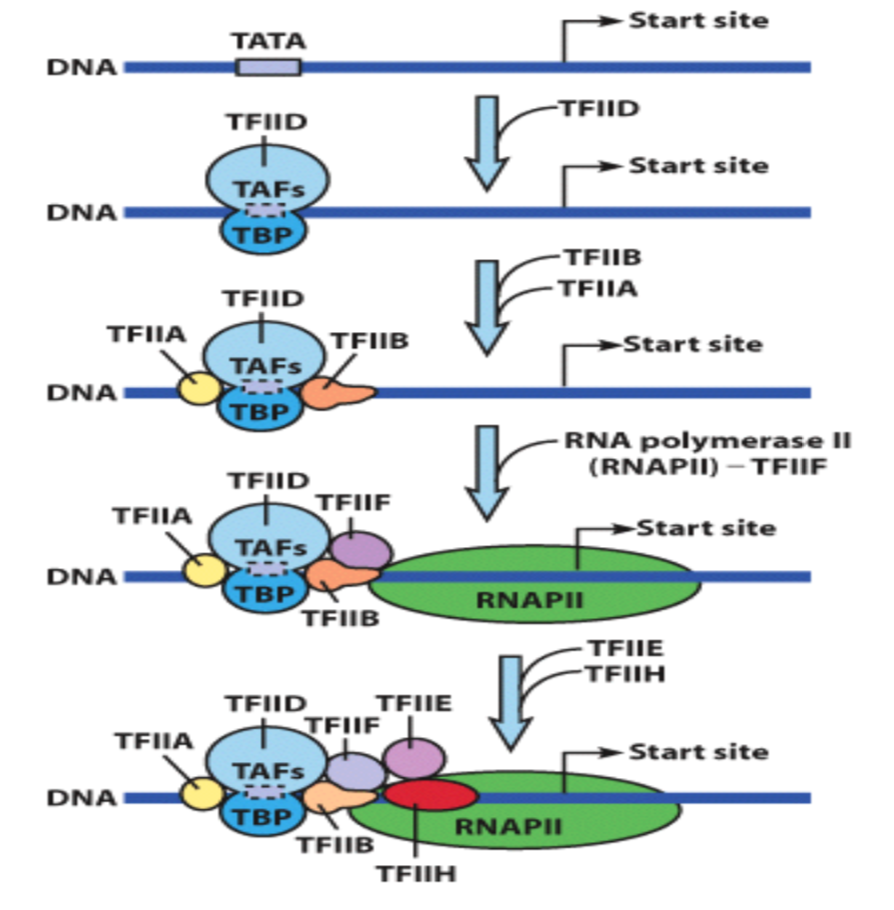 Solved Cell and Molecular Biology Question. Thanks | Chegg.com