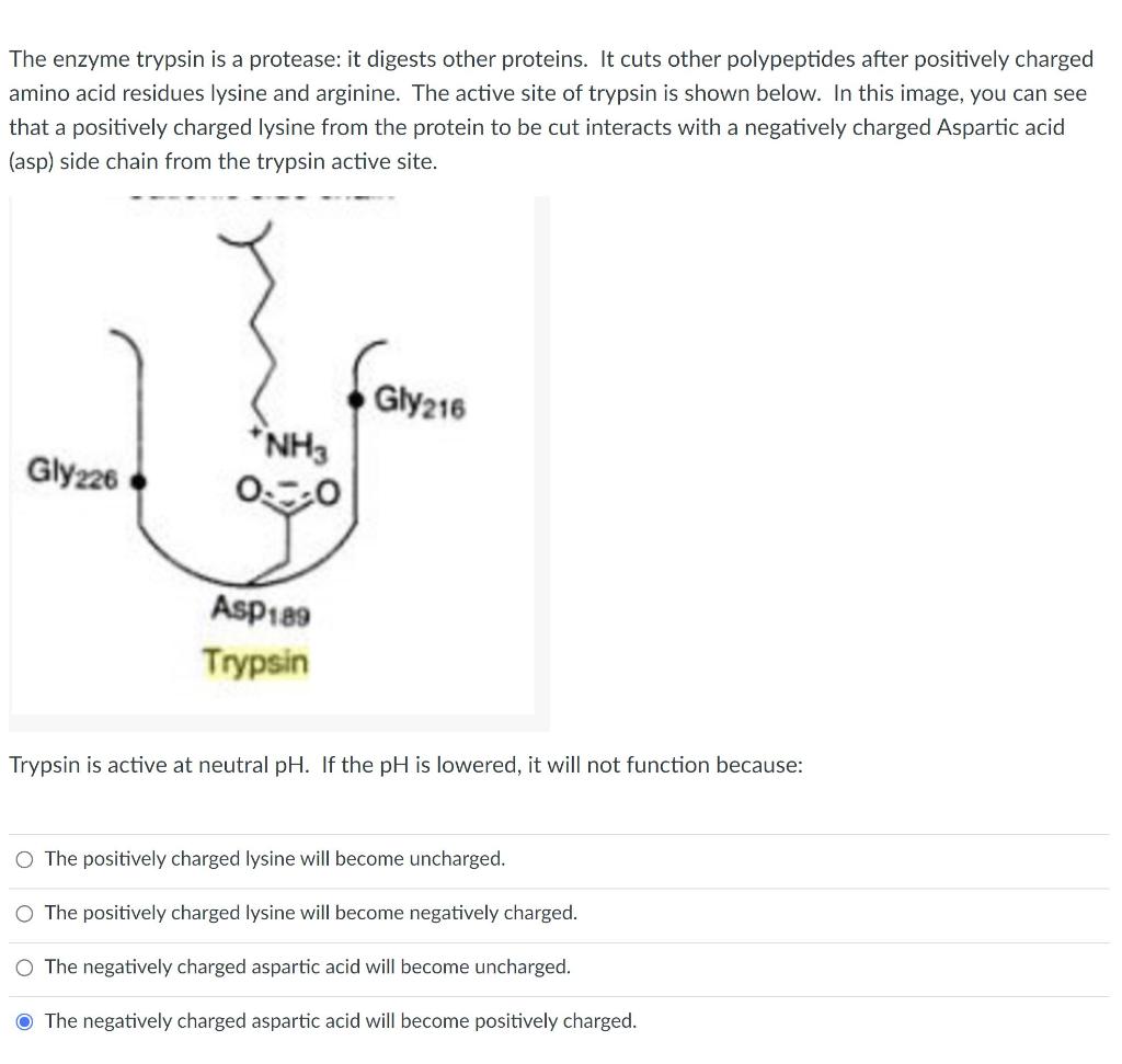 Solved The enzyme trypsin is a protease: it digests other | Chegg.com