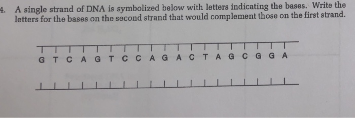 Solved . A single strand of DNA is symbolized below with | Chegg.com