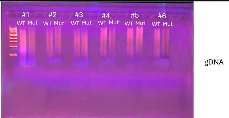 Solved Label the DNA ladder and each sample run on the gel. | Chegg.com