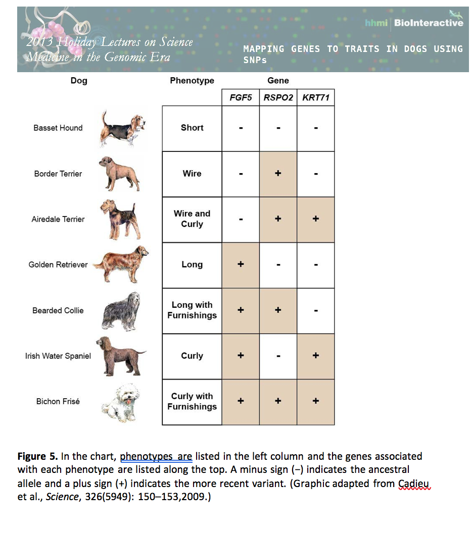 Solved hhmi Biolnteractive 2013 Holiday Lectures on Science | Chegg.com