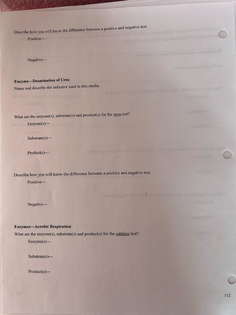 Solved Name: Enzyme Pre-Laboratory Assignment-Using your lab | Chegg.com