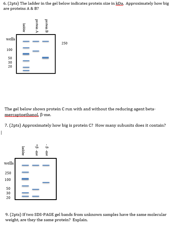 Solved 6. (2pts) The ladder in the gel below indicates | Chegg.com