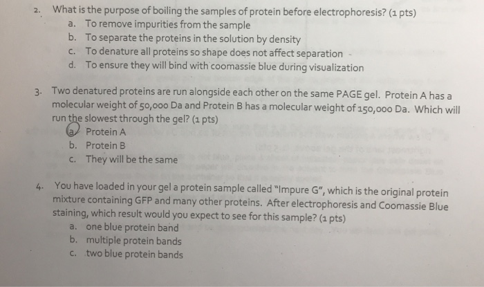 Solved What is the purpose of boiling the samples of protein | Chegg.com